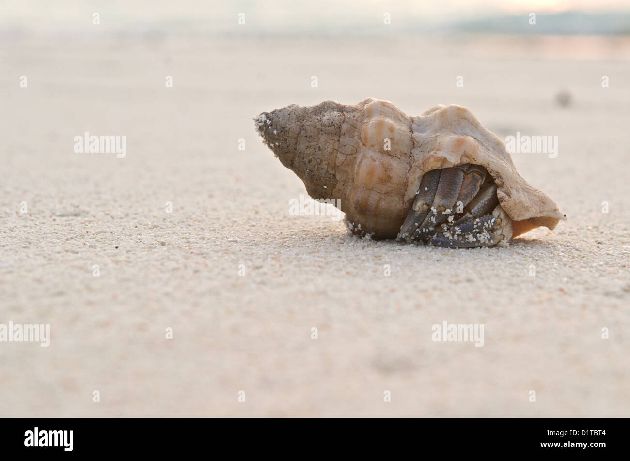 A Hermit Crab at sunset on a beach in the Baa Atoll Maldives Stock ...