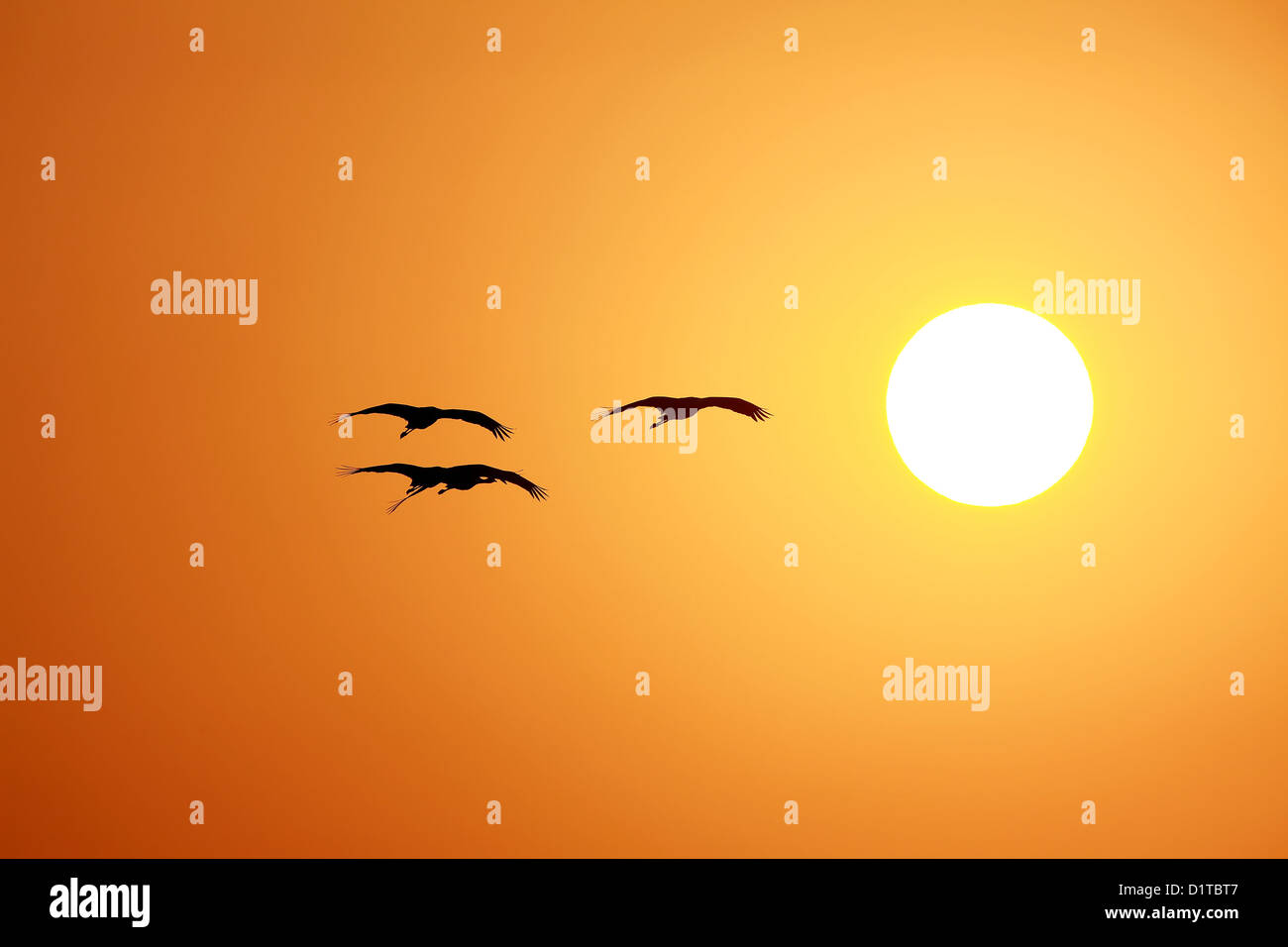 Flock of bird Flying at sunset Stock Photo - Alamy