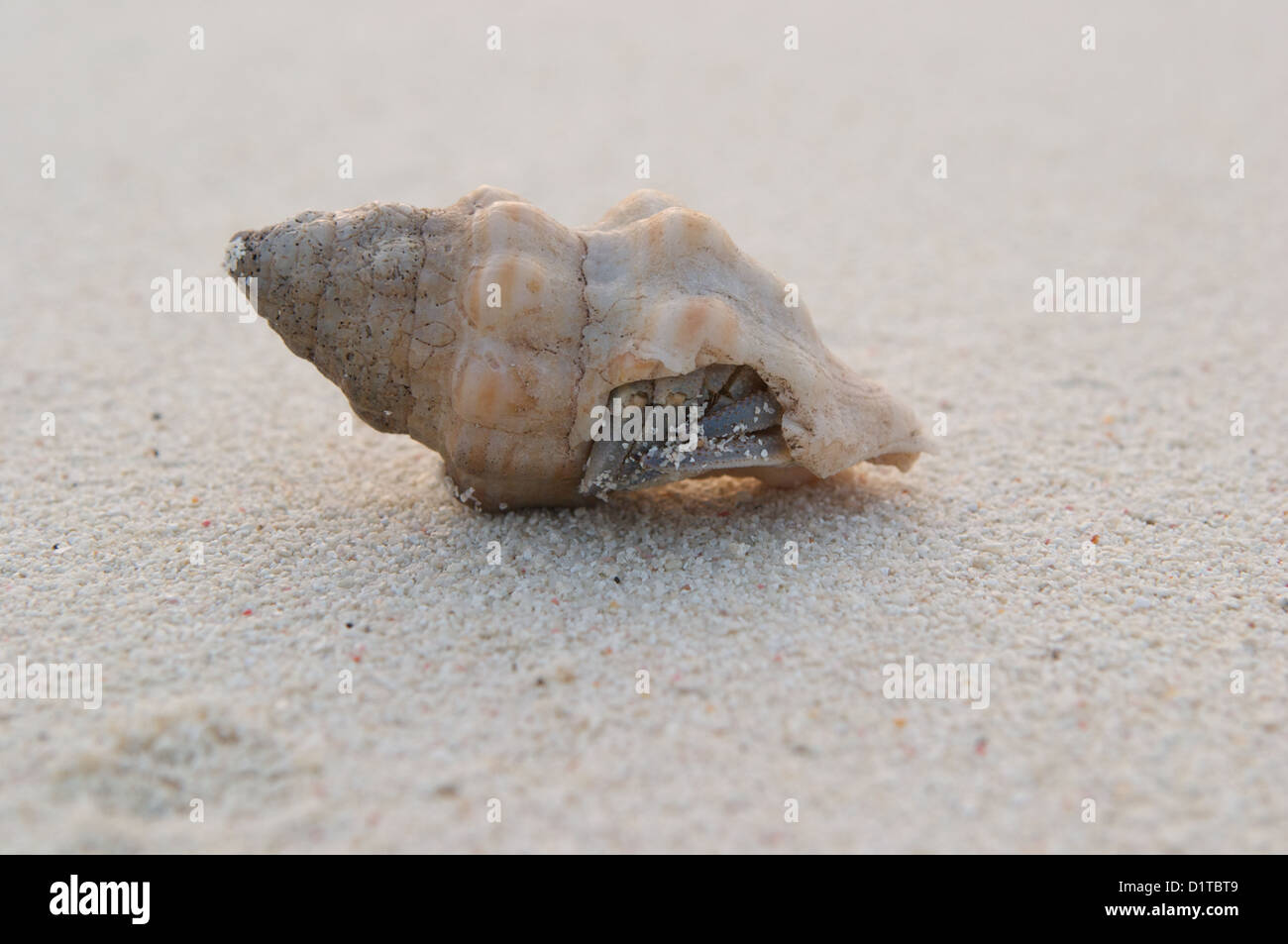 A Hermit Crab at sunset on a beach in the Baa Atoll Maldives Stock ...