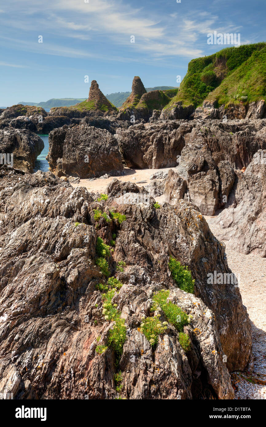 Wild flowers and rock formations, Great Mattiscombe Sand, Devon ...
