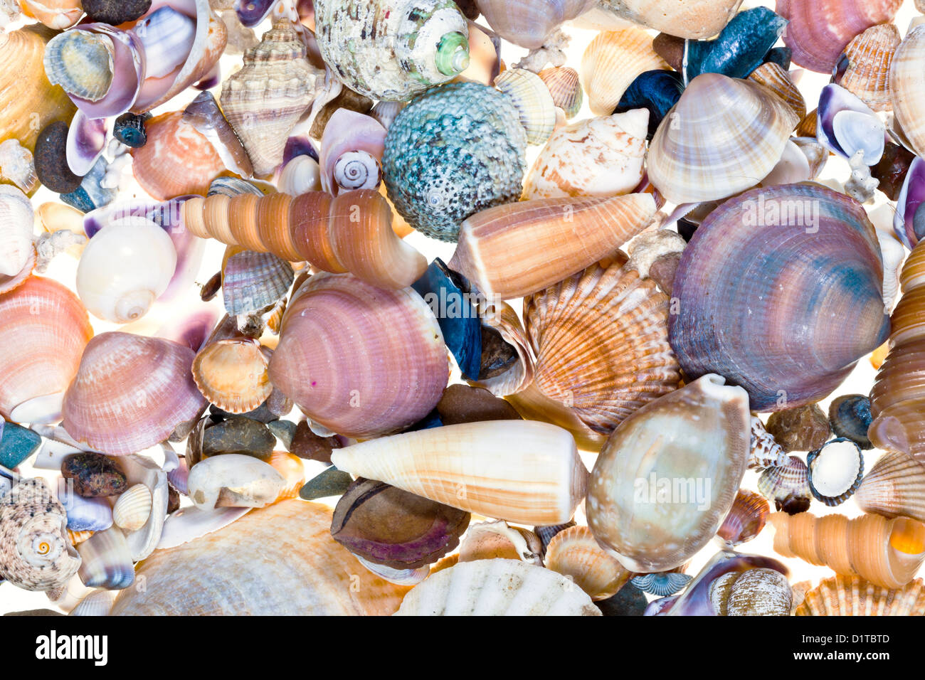background from many empty dry sea shells Stock Photo - Alamy