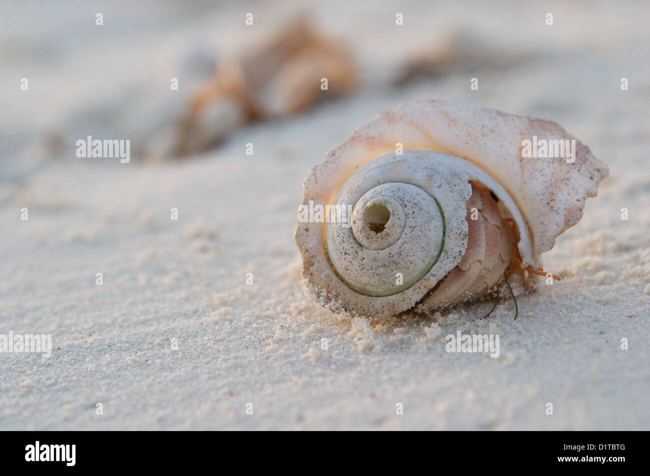 A Hermit Crab at sunset on a beach in the Baa Atoll Maldives Stock ...