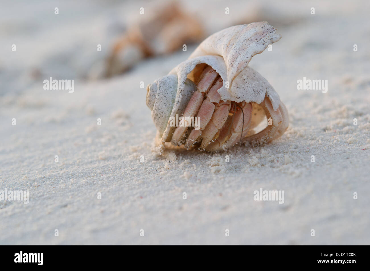 A Hermit Crab at sunset on a beach in the Baa Atoll Maldives Stock ...