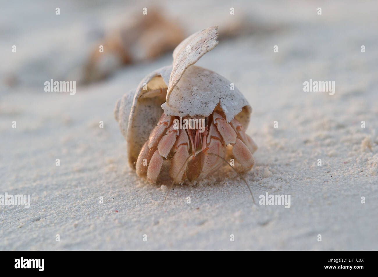 A Hermit Crab at sunset on a beach in the Baa Atoll Maldives Stock ...