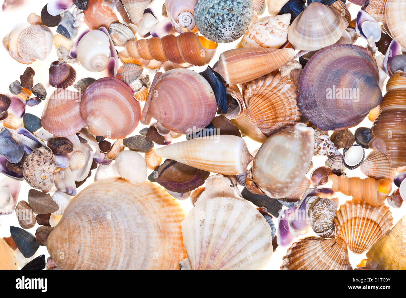 background from many empty sea shells Stock Photo - Alamy