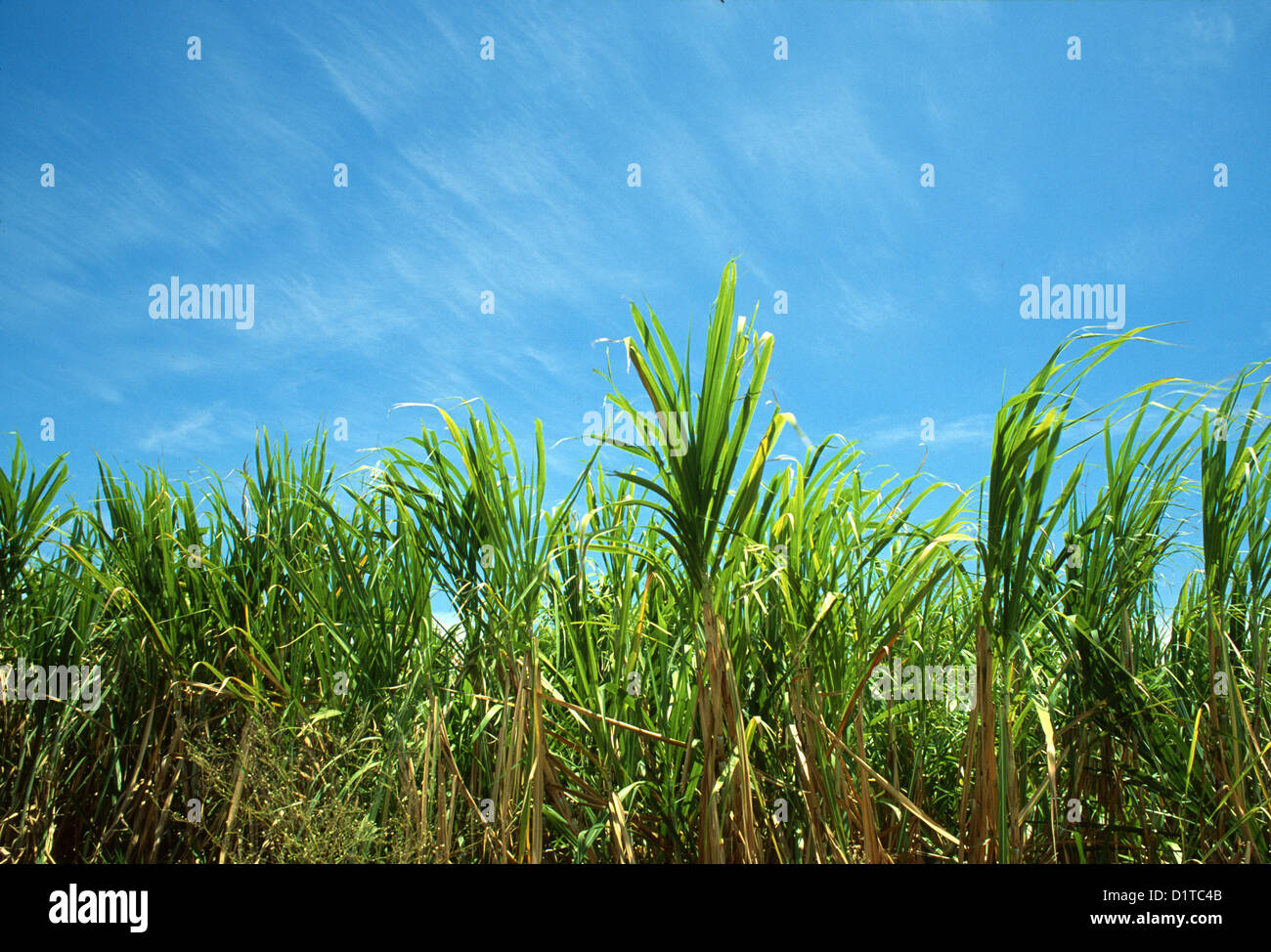Rice plantation in the countryside in Haiti Stock Photo - Alamy