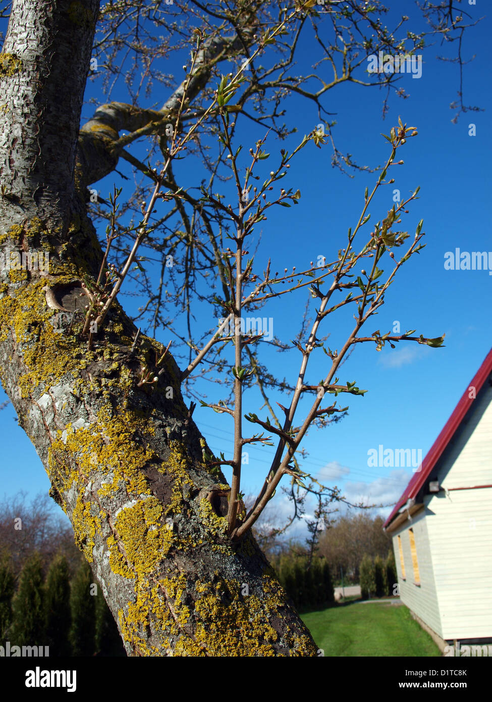 Unnecessary leaves hi-res stock photography and images - Alamy