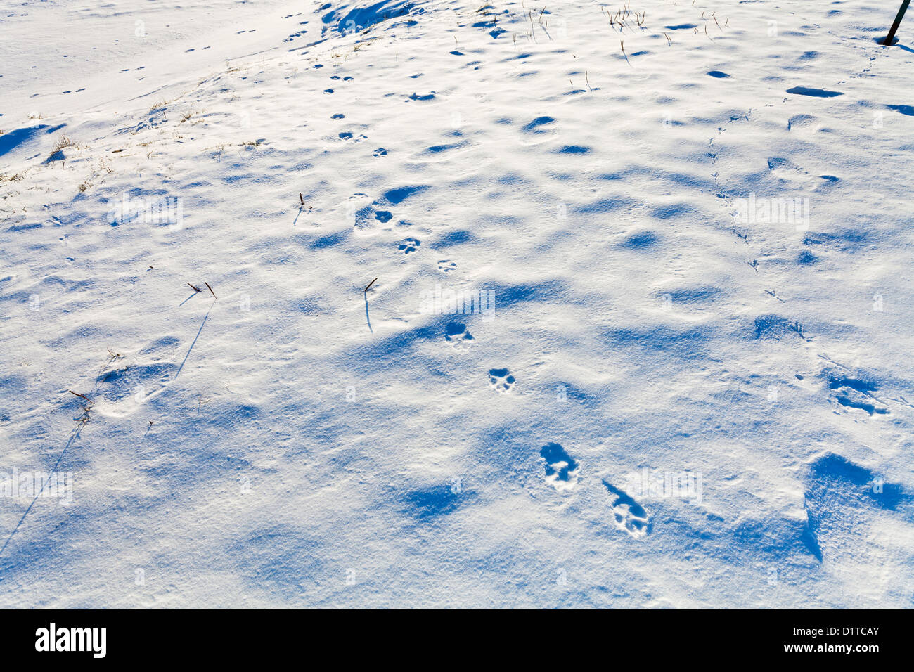 animal footprints on snow in cold winter day Stock Photo - Alamy