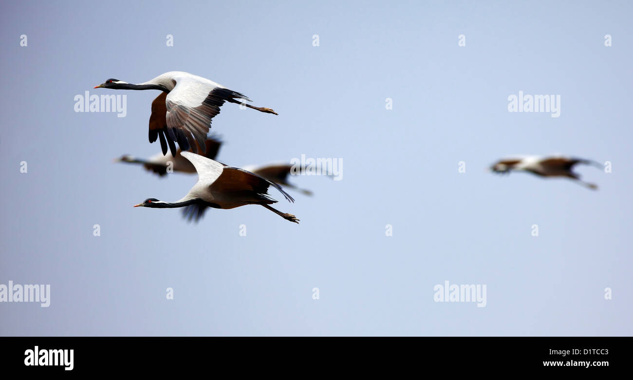 Arrival of migratory cranes Stock Photo - Alamy