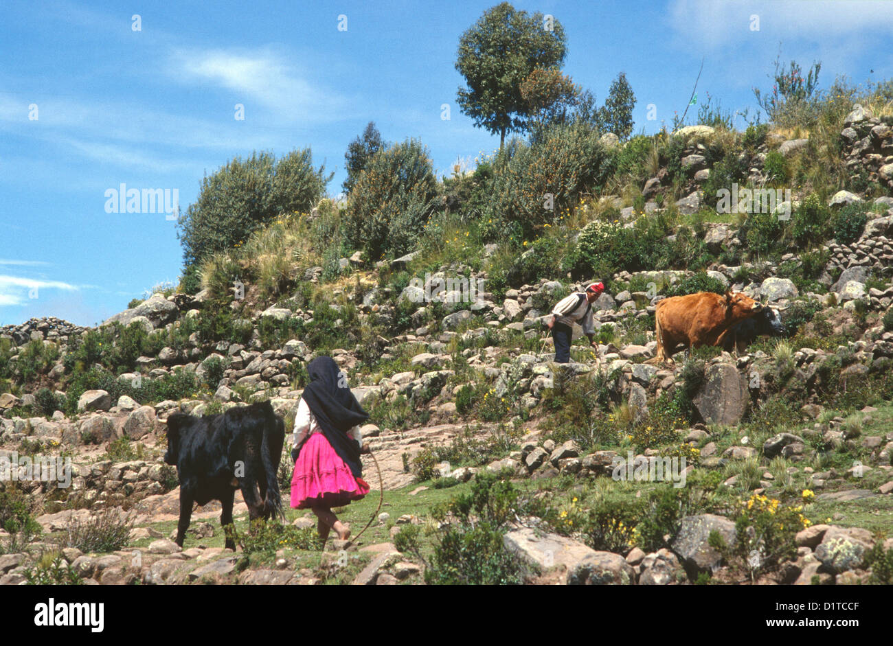 Native Quechua man woman tilling the land in Taquile island on the ...