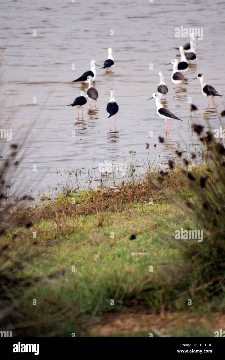 Flock of birds Stock Photo - Alamy