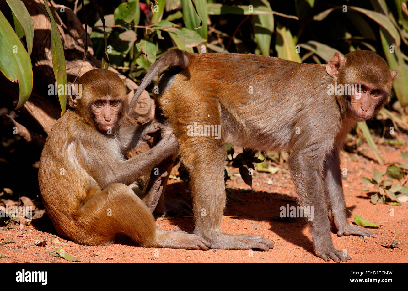 Monkey looking at camera Stock Photo - Alamy