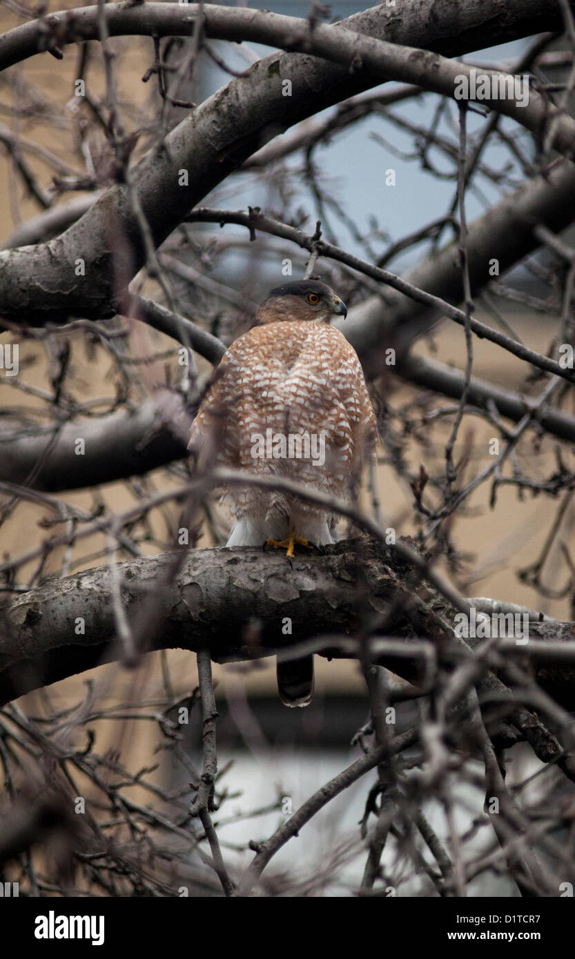 BROOKLYN, JANUARY 4, 2013: A red-tailed hawk rests in an apple tree as ...