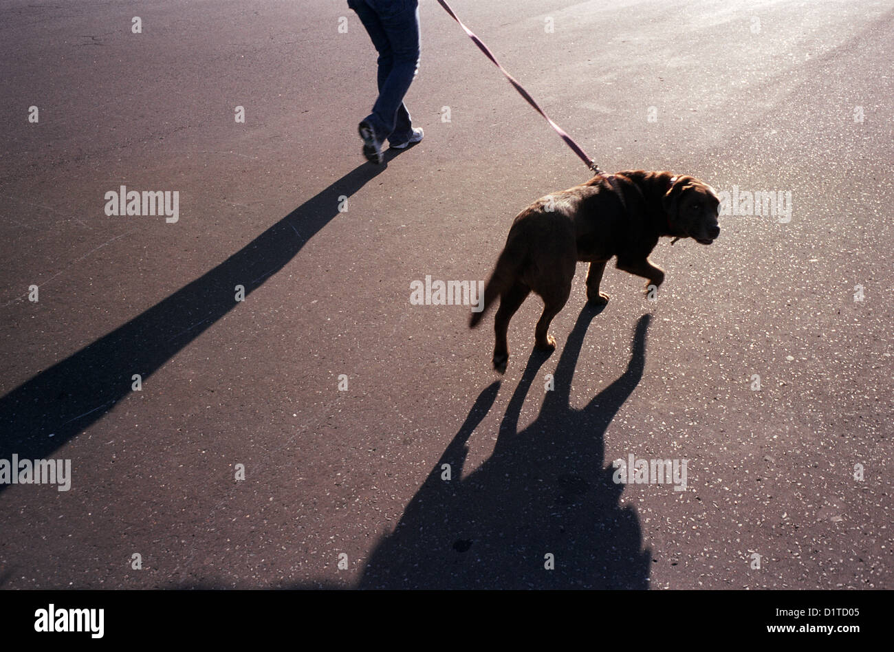 Person walking dog on lead, early morning, long shadows Stock Photo - Alamy