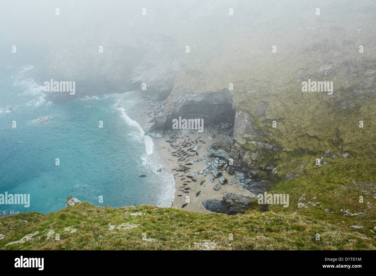 Mutton cove seals hi-res stock photography and images - Alamy
