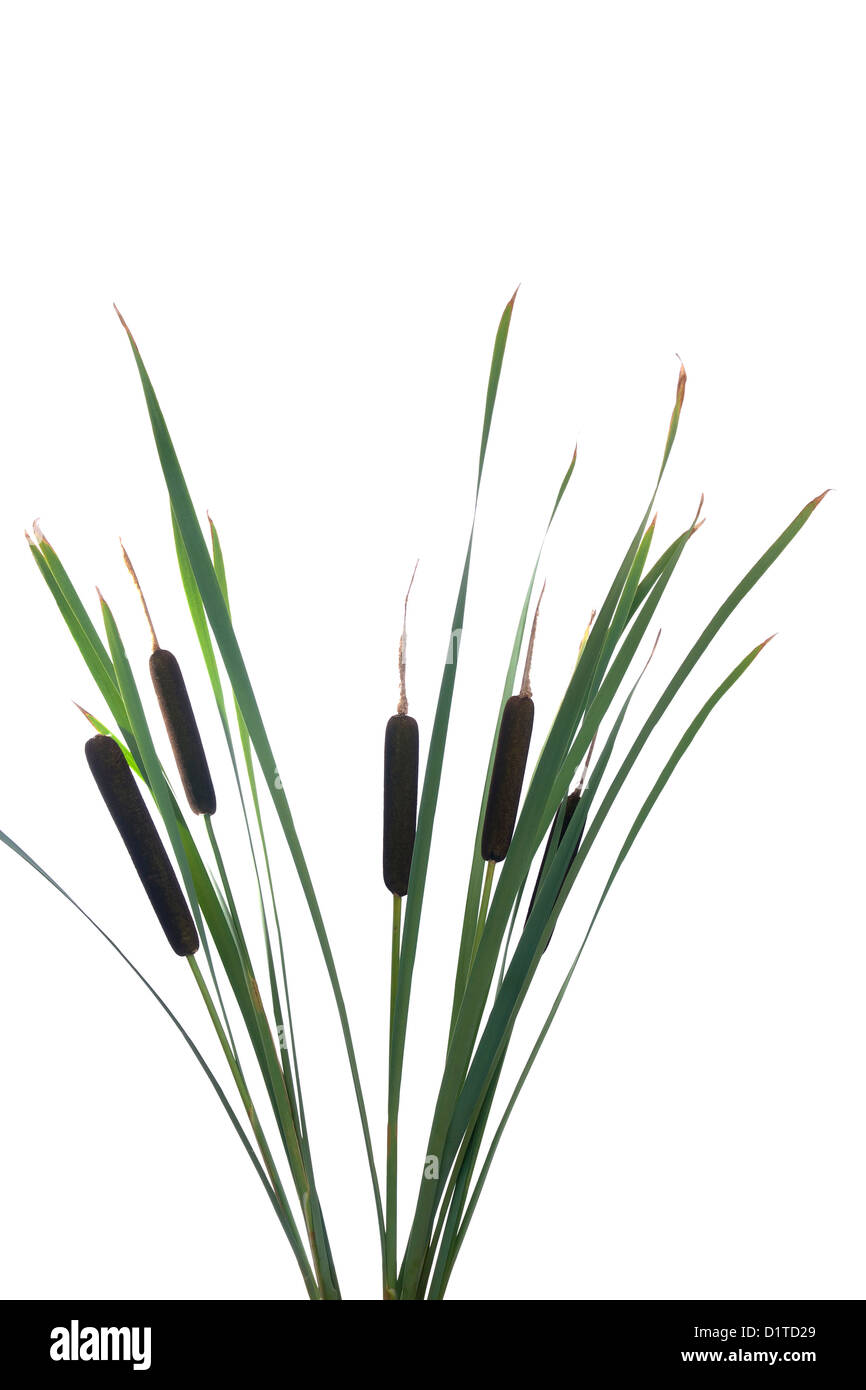 Cattails hi-res stock photography and images - Alamy