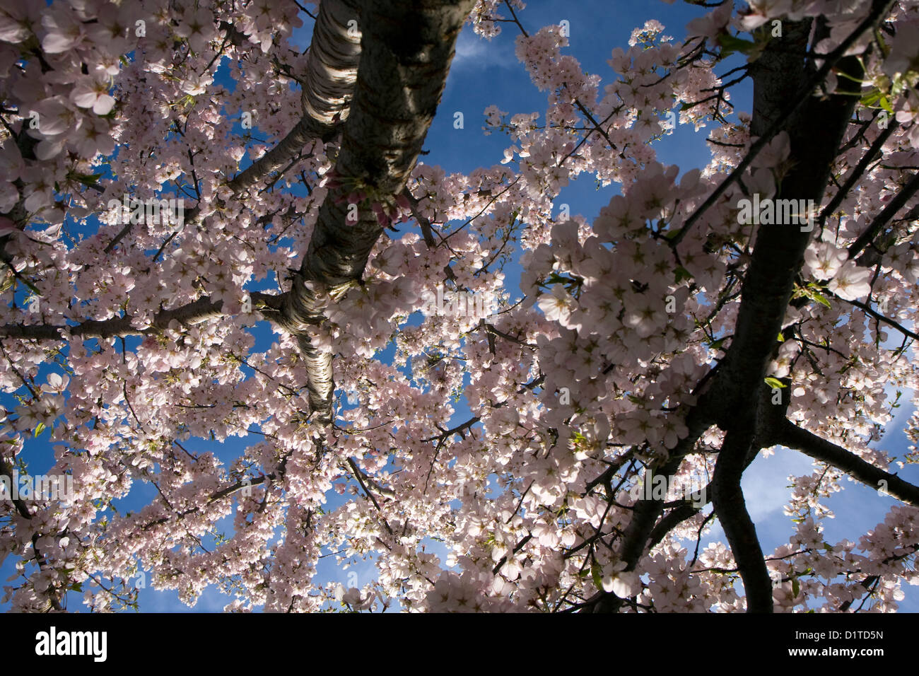 Tree with flowers of Sakura at spring time Stock Photo - Alamy