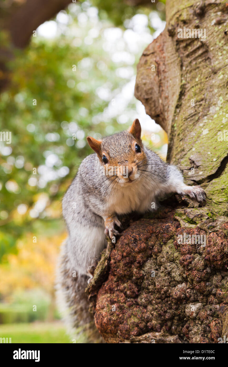 British squirrel hi-res stock photography and images - Alamy