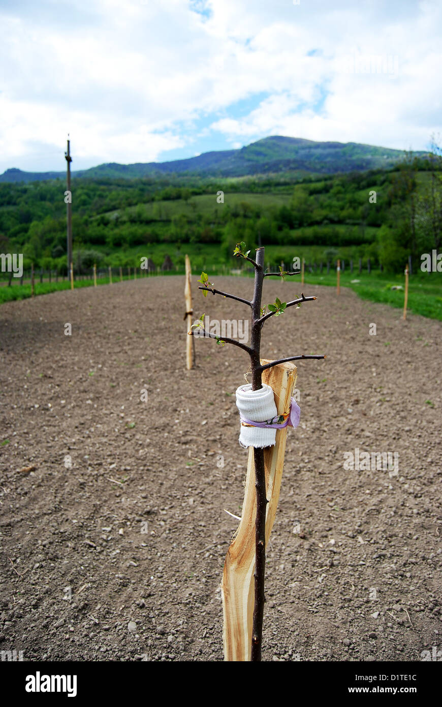 Sapling fruit tree hi-res stock photography and images - Alamy