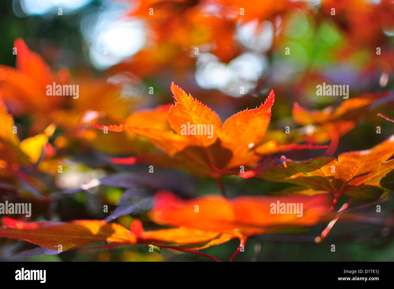 Golden sunshine leaves hi-res stock photography and images - Alamy