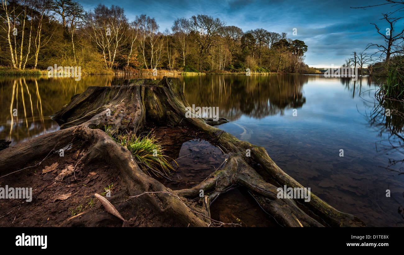 Tree stump in a pond Stock Photo - Alamy