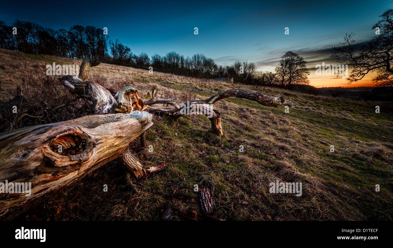 Uk field sunset tree hi-res stock photography and images - Alamy
