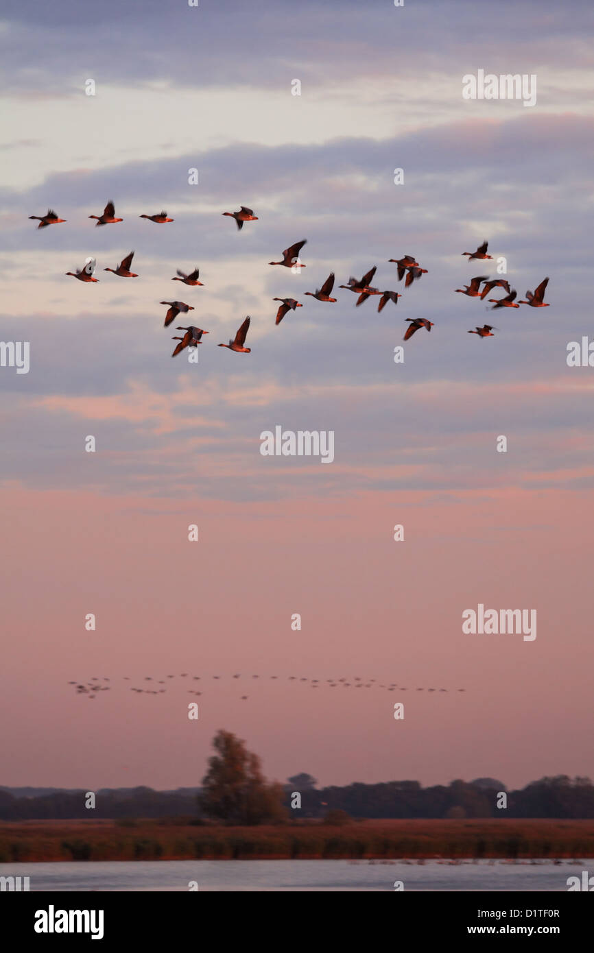 Wildgaense hi-res stock photography and images - Alamy