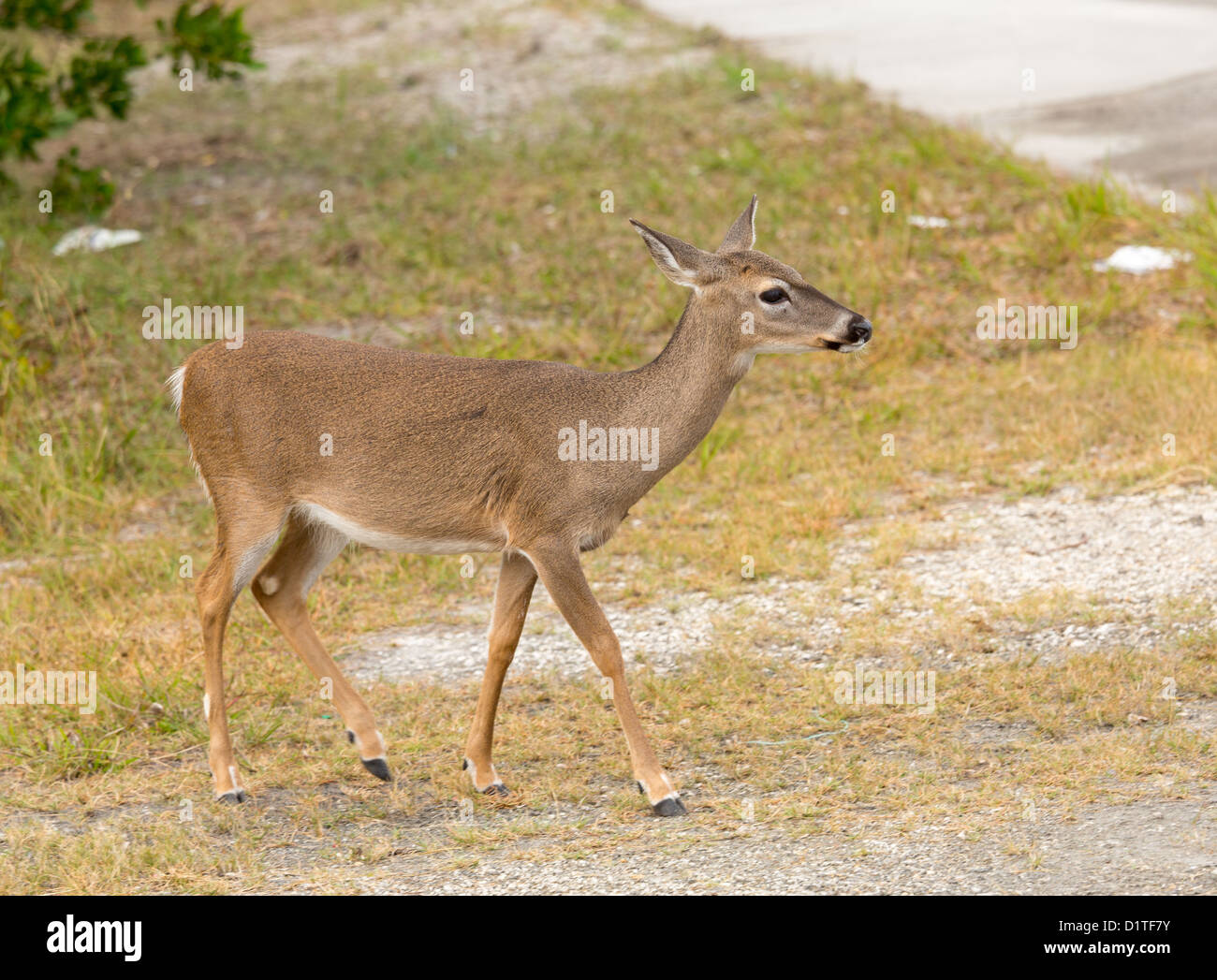 Endangered and rare Key deer fawn in woods in Big Pine Key on Florida ...