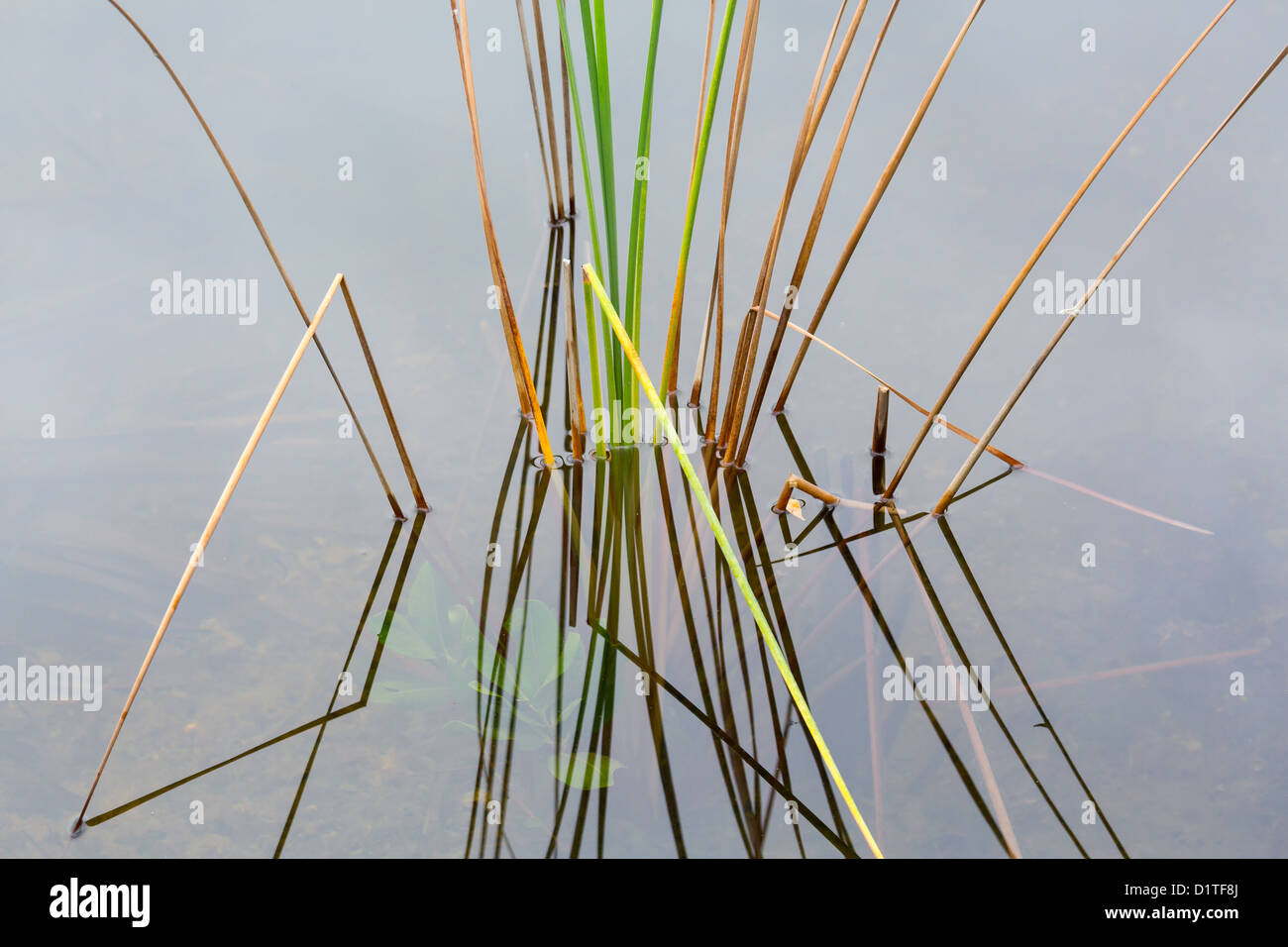 Empty field of reeds in river water in Everglades national park florida ...