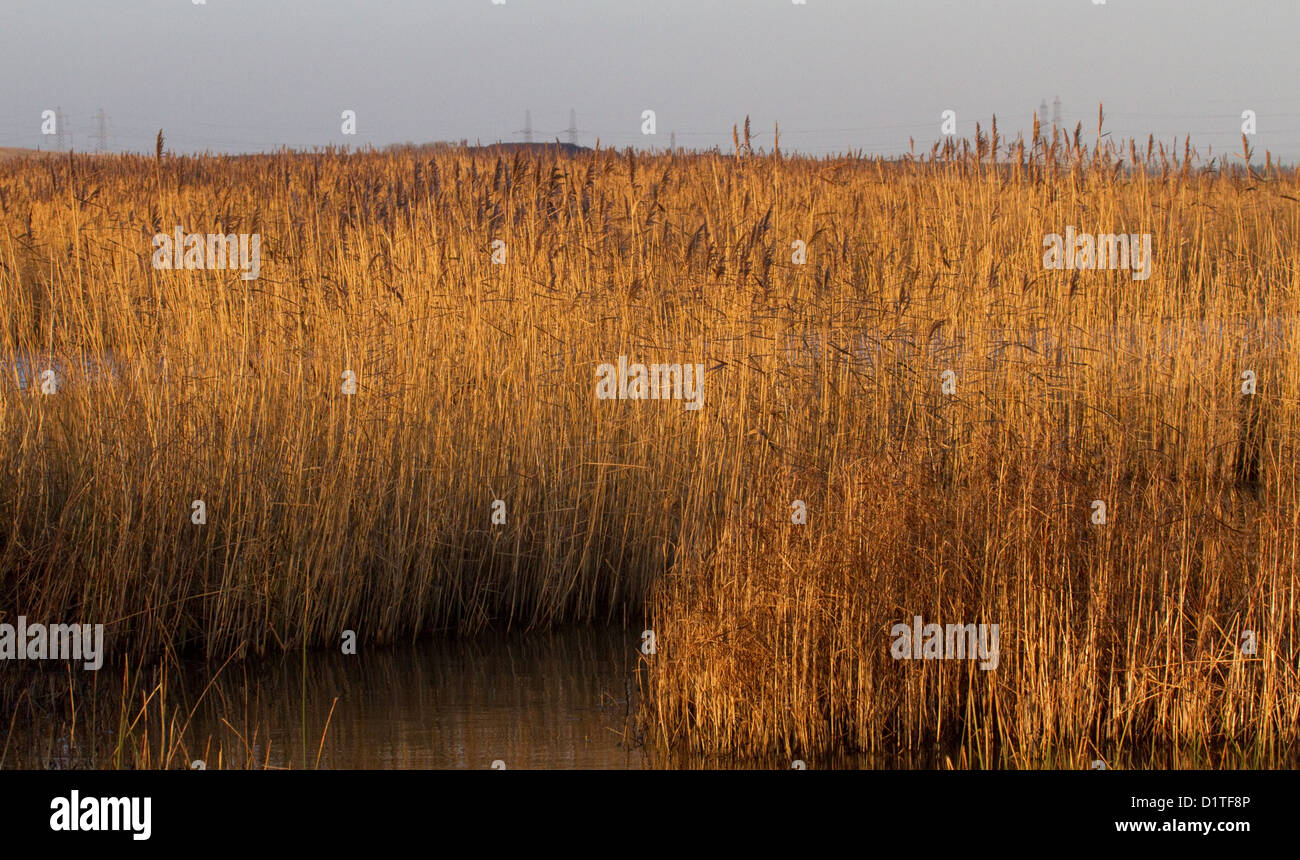 Reeds in winter sun Stock Photo - Alamy