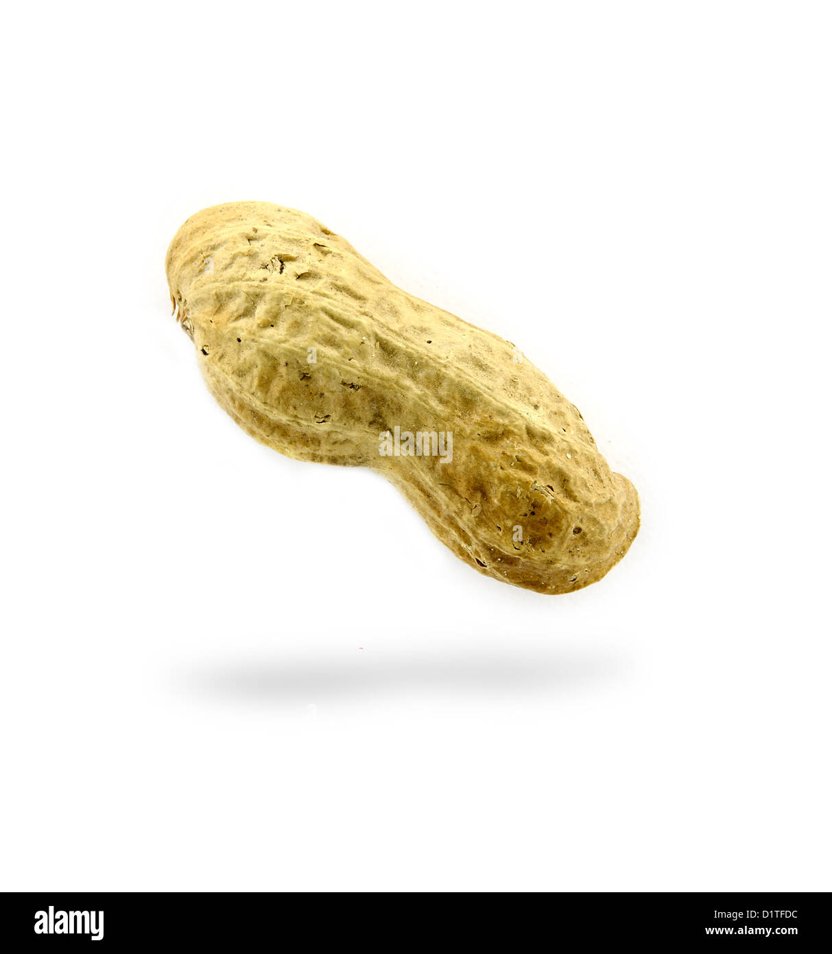 Bumpy shell hi-res stock photography and images - Alamy