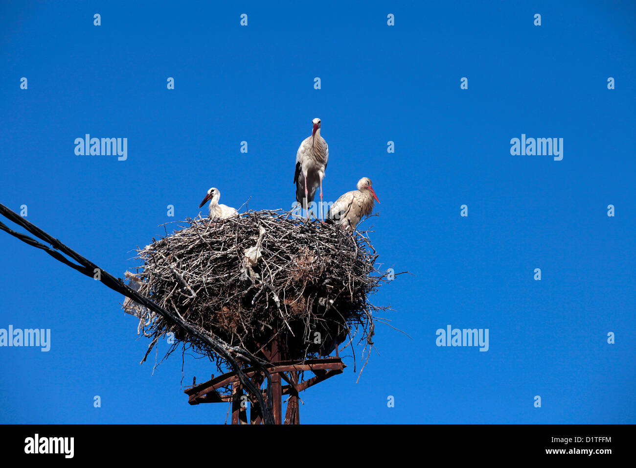 European stork nest on pole hi-res stock photography and images - Alamy