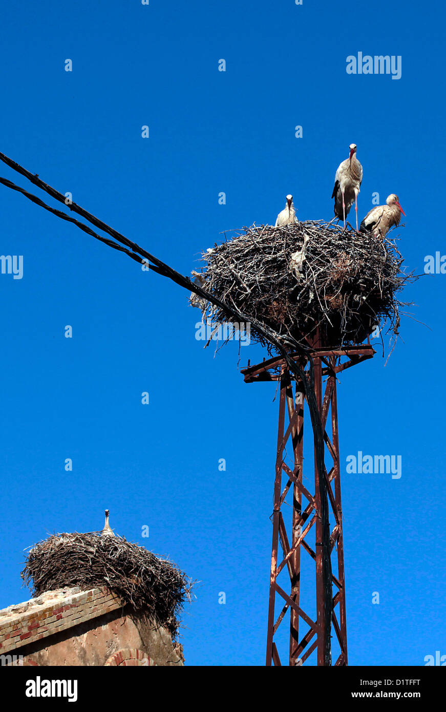 Storks of spain hi-res stock photography and images - Alamy