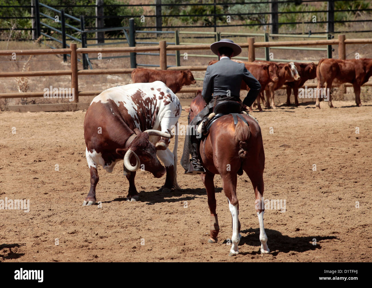 Spanish fighting bulls hi-res stock photography and images - Alamy