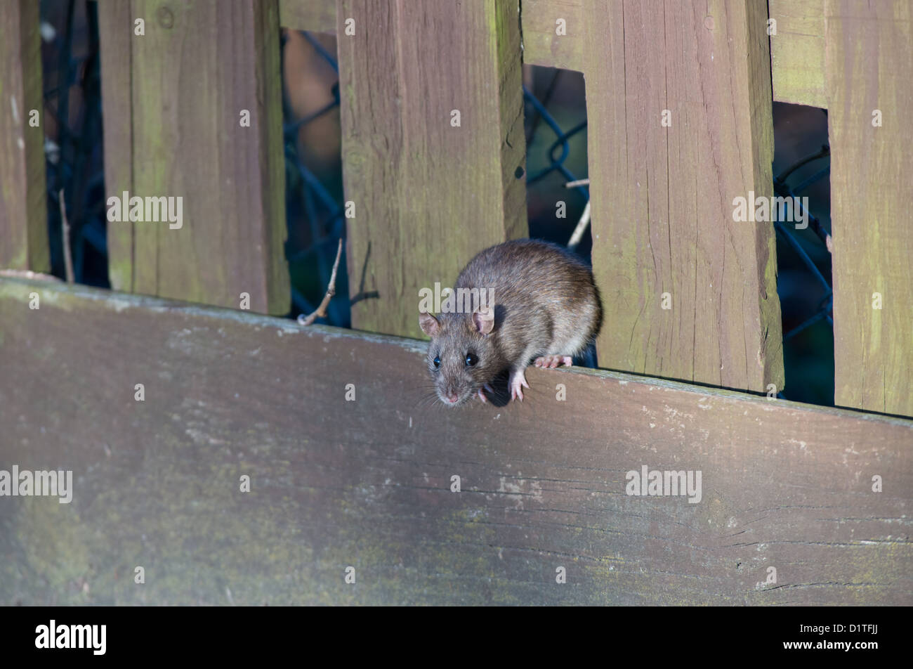 BROWN RAT, Rattus norvegicus. UK Stock Photo - Alamy