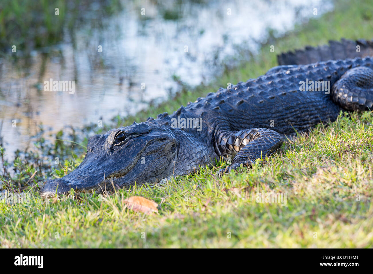 Close shot of alligator in swamps of Everglades national park in ...