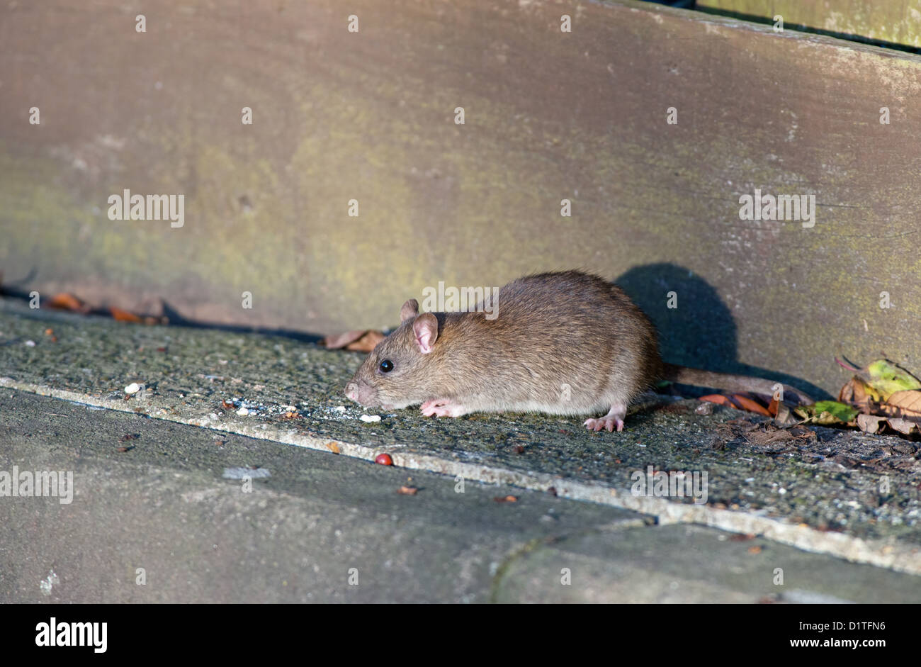 Uk rat hi-res stock photography and images - Alamy