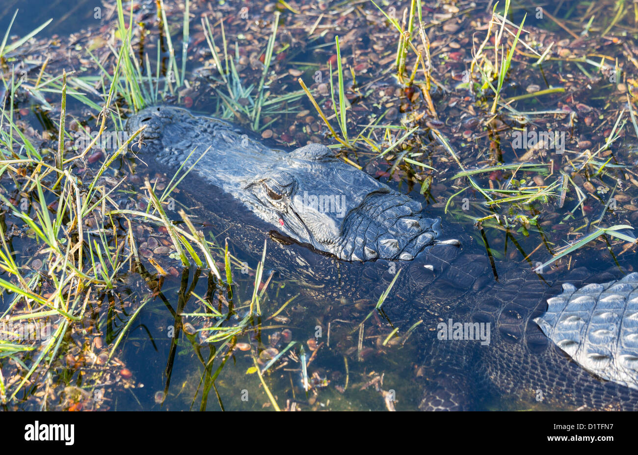 Close shot of alligator in swamps of Everglades national park in ...