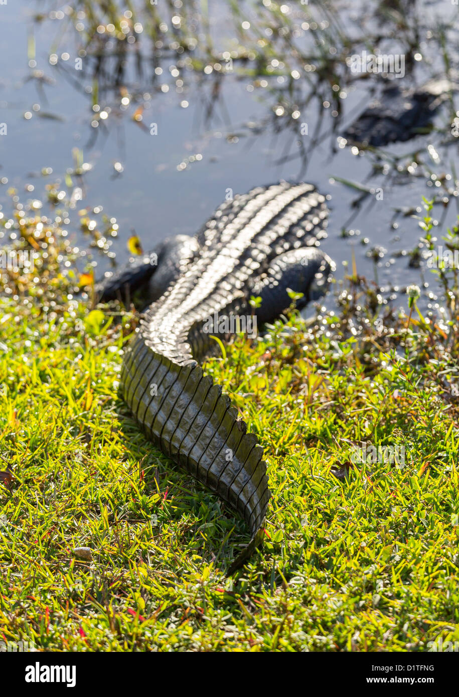 Close shot of alligator in swamps of Everglades national park in ...