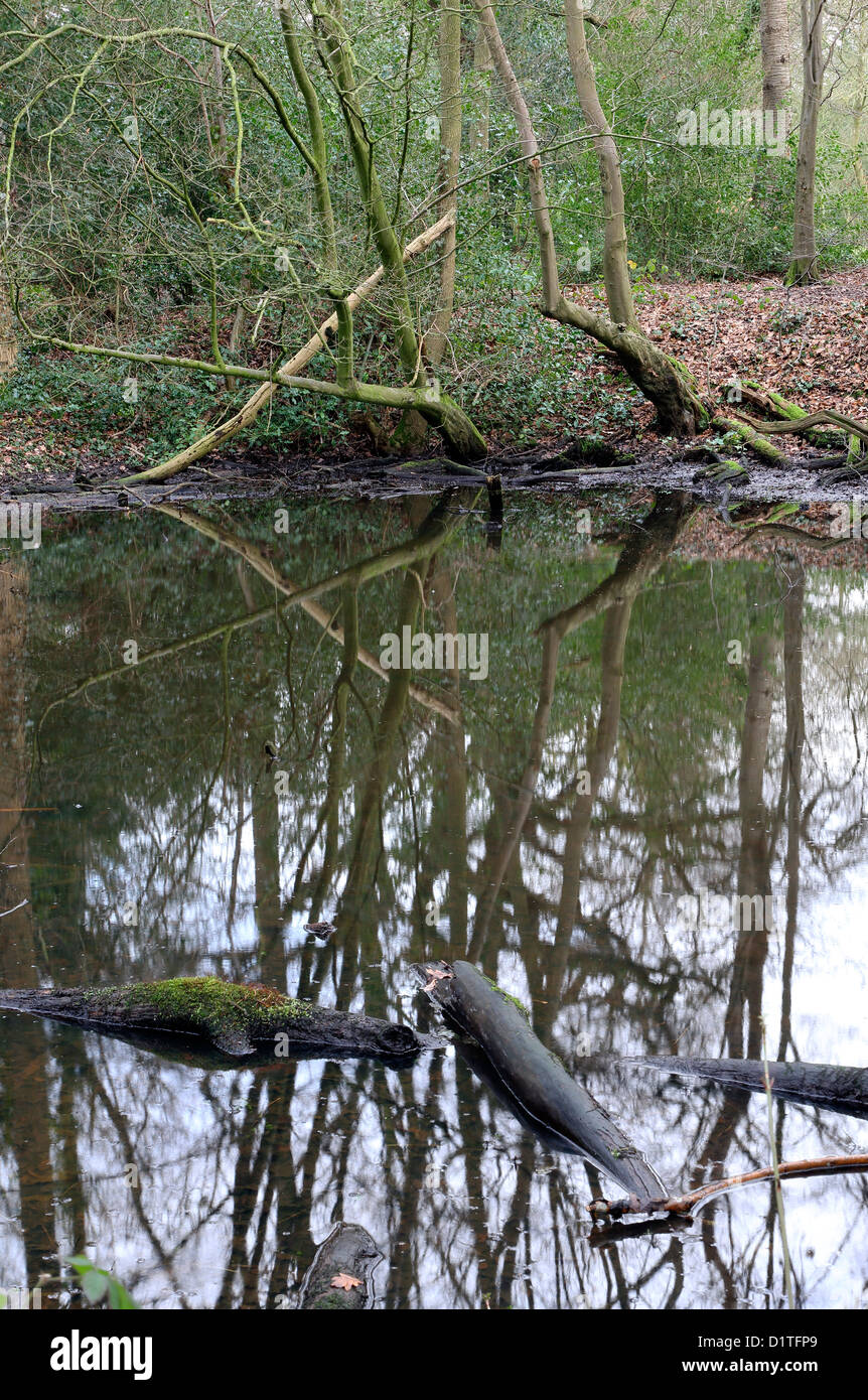 Reflections branches hi-res stock photography and images - Alamy