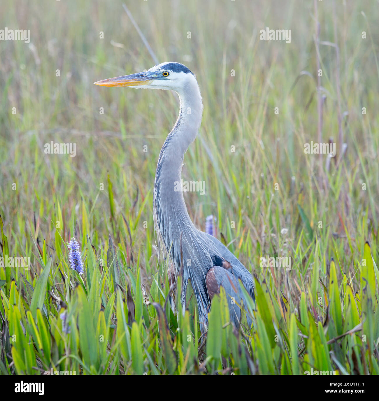 Side view of Great Blue Heron in Everglades National Park Florida Stock ...