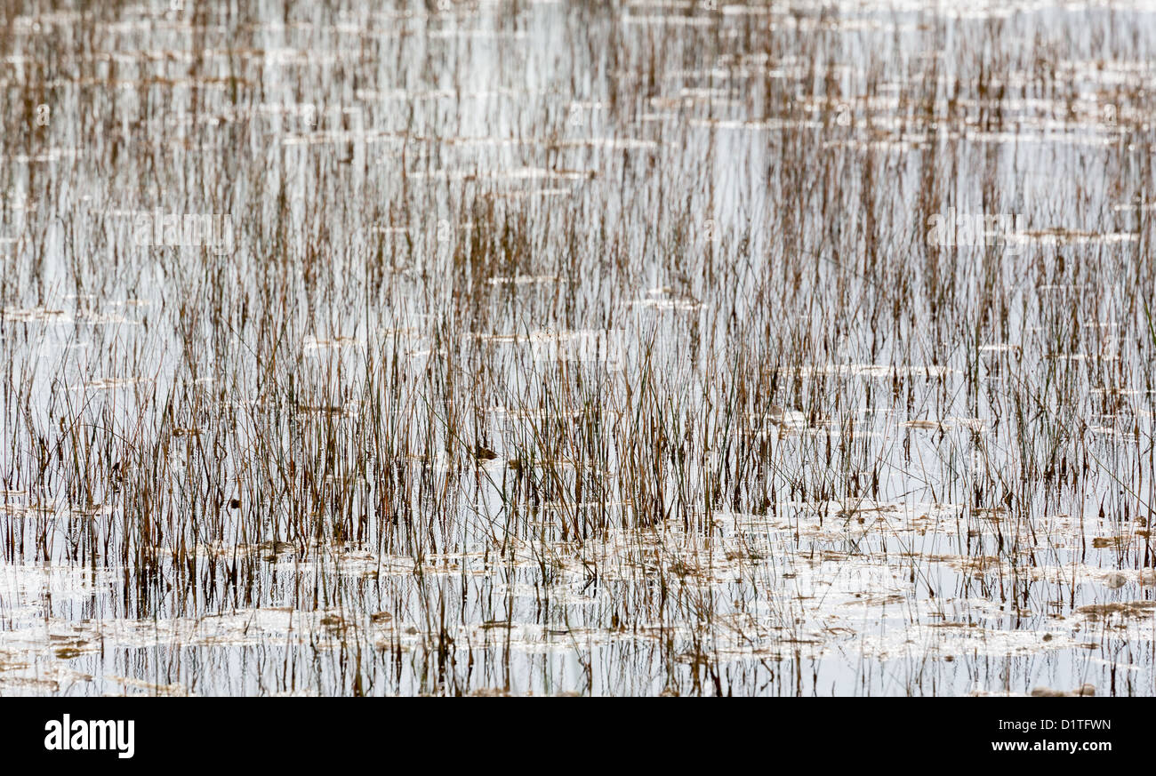 Empty field of reeds in river water in Everglades national park florida ...