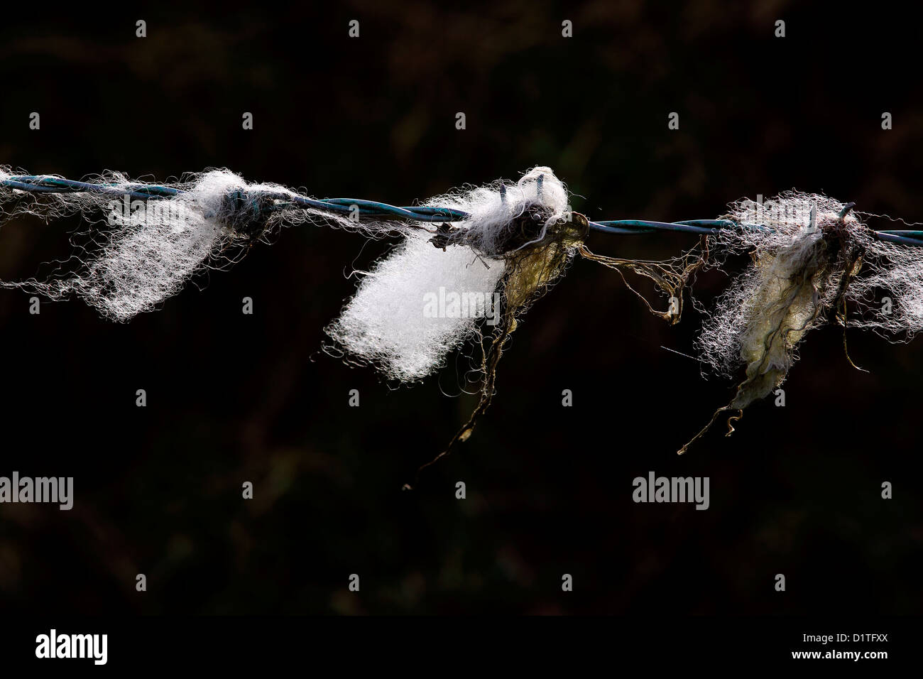 wool on wire Stock Photo - Alamy