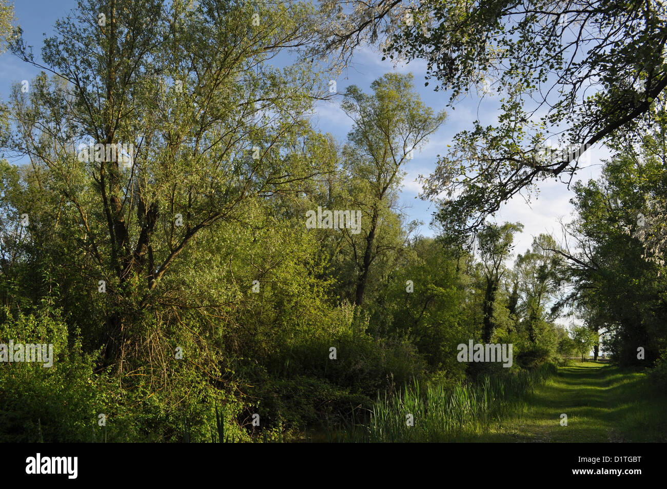 Po River Delta (Italy), Punte Alberete natural reserve Stock Photo - Alamy