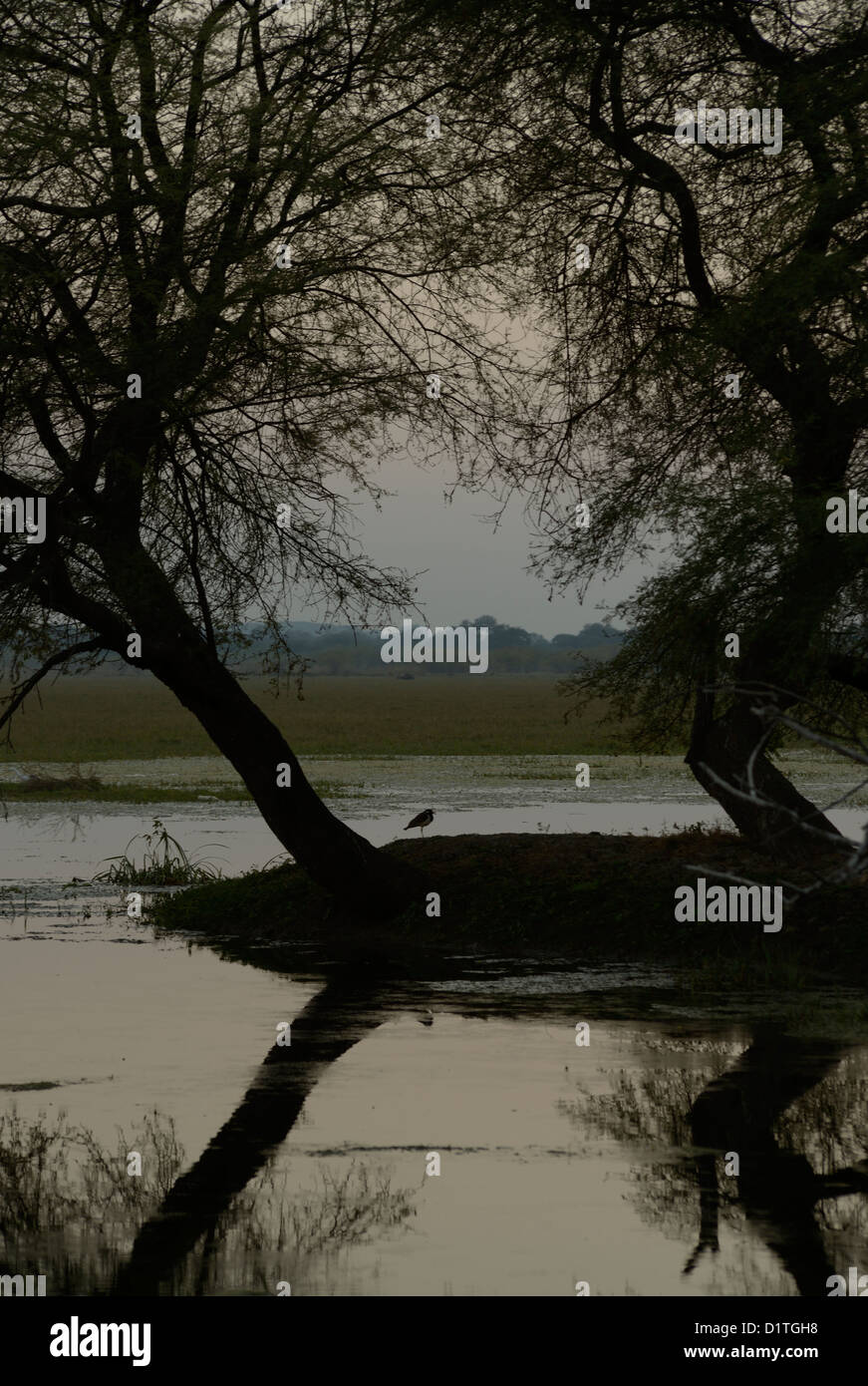 Bird on a mound between trees in a wetland Stock Photo - Alamy