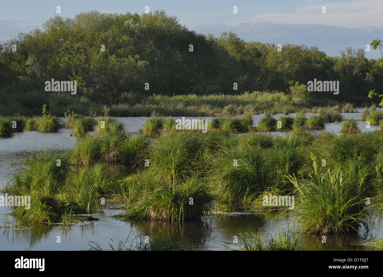 Po River Delta (Italy), Punte Alberete natural reserve Stock Photo - Alamy