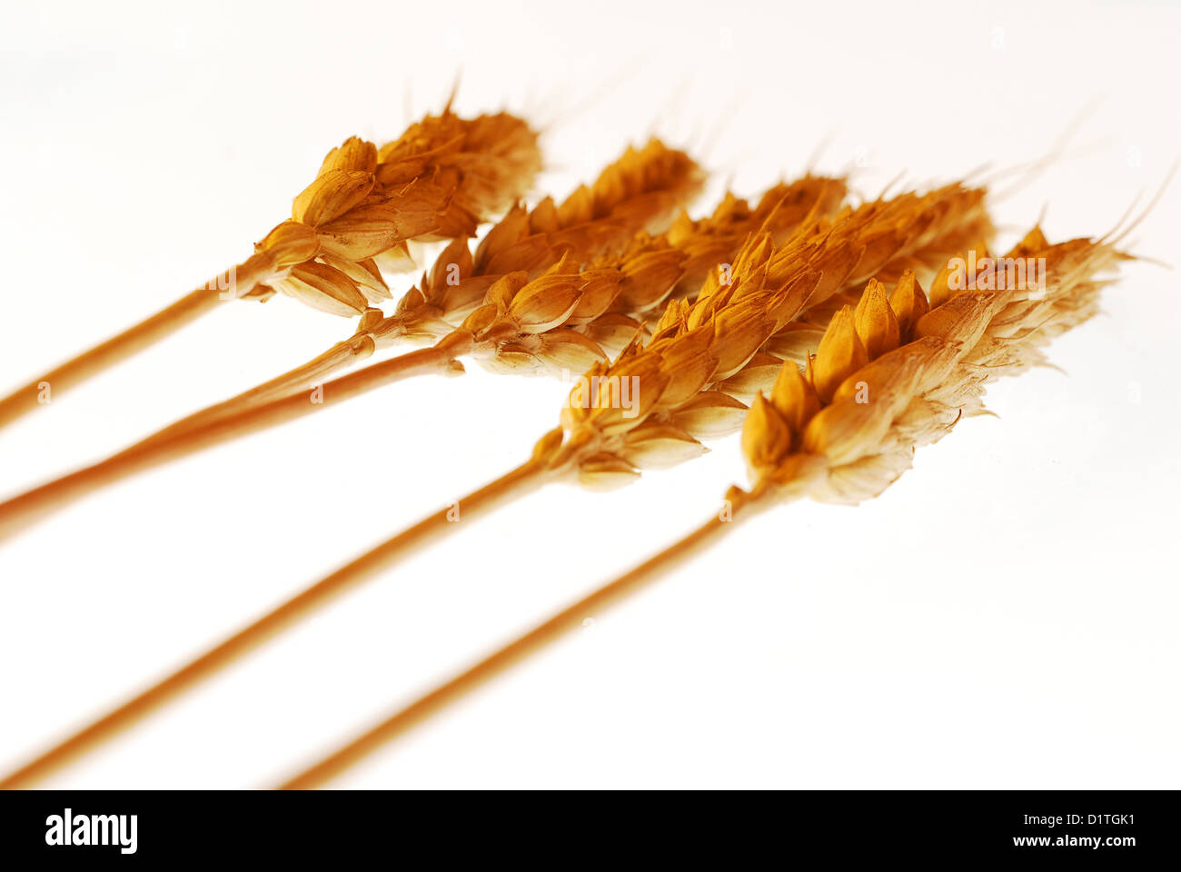 Wheat with warm colors isolated on white stock photo Stock Photo - Alamy