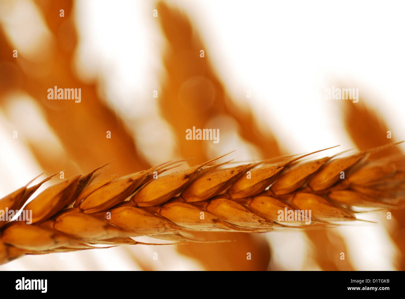 Wheat with warm colors isolated on white stock photo Stock Photo - Alamy