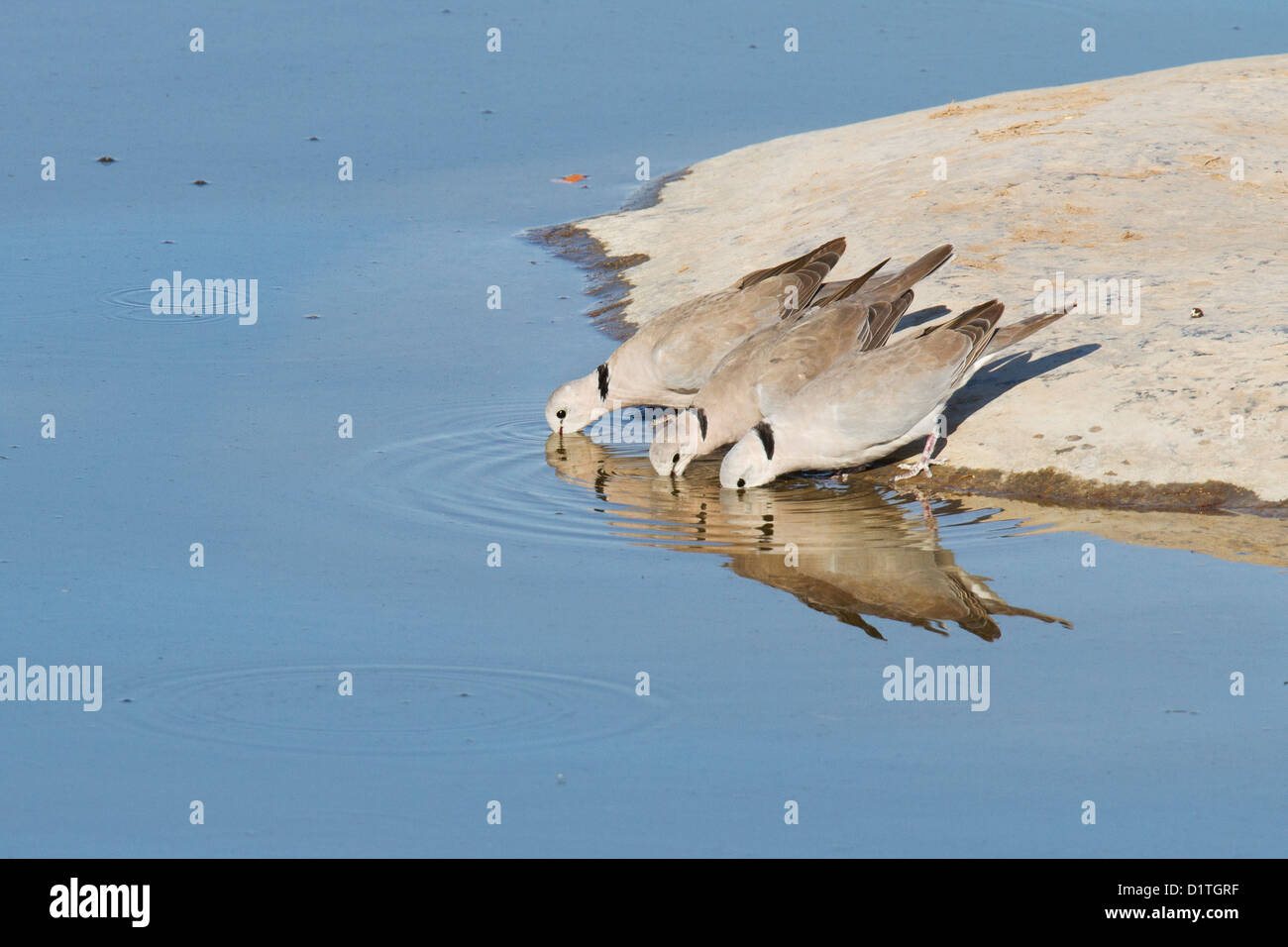 Turtle doves hi-res stock photography and images - Alamy