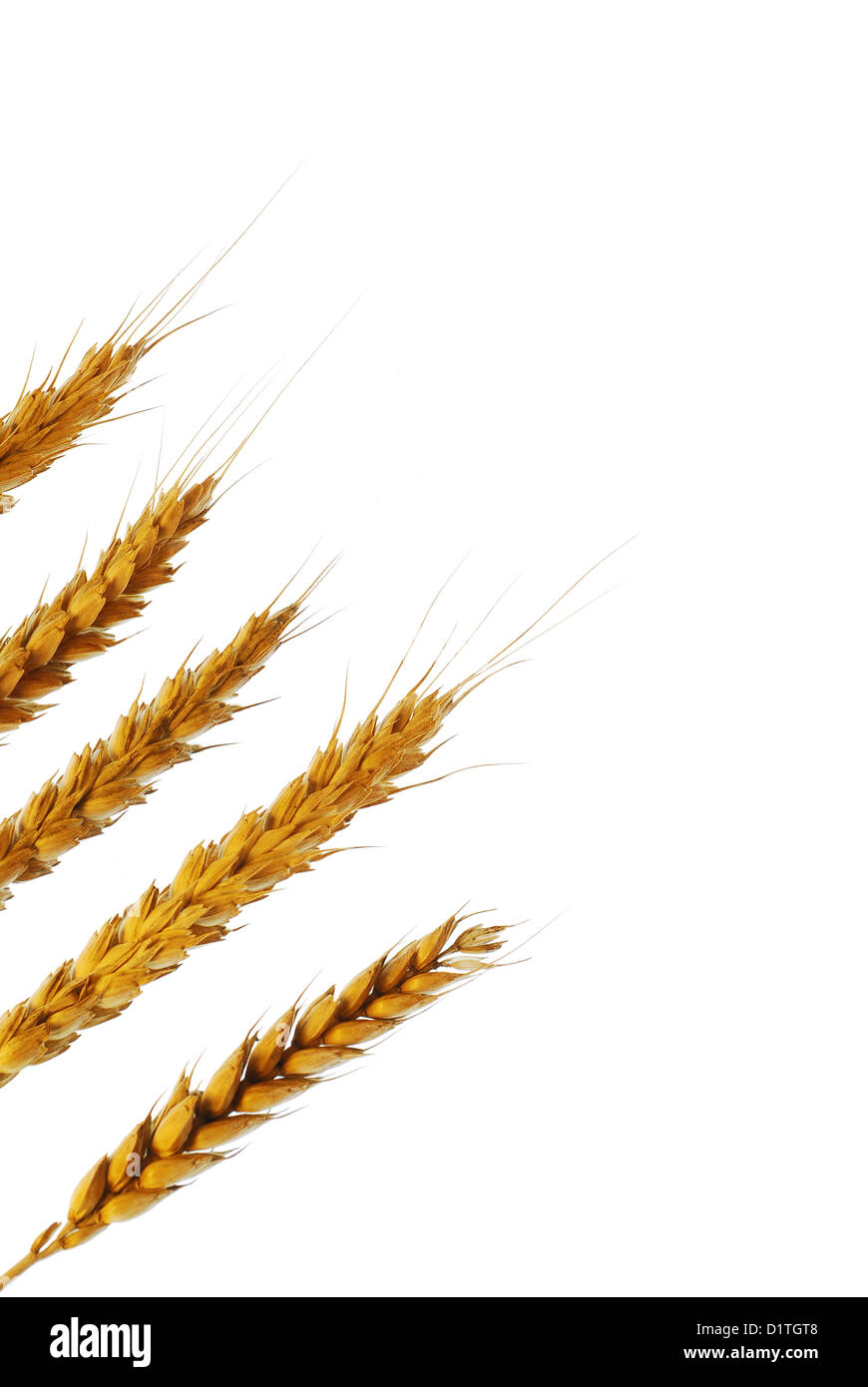 Wheat isolated on white stock photo Stock Photo - Alamy